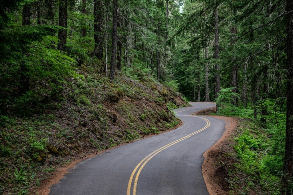 Get to Know the Trees of Central Oregon | Visit Central Oregon