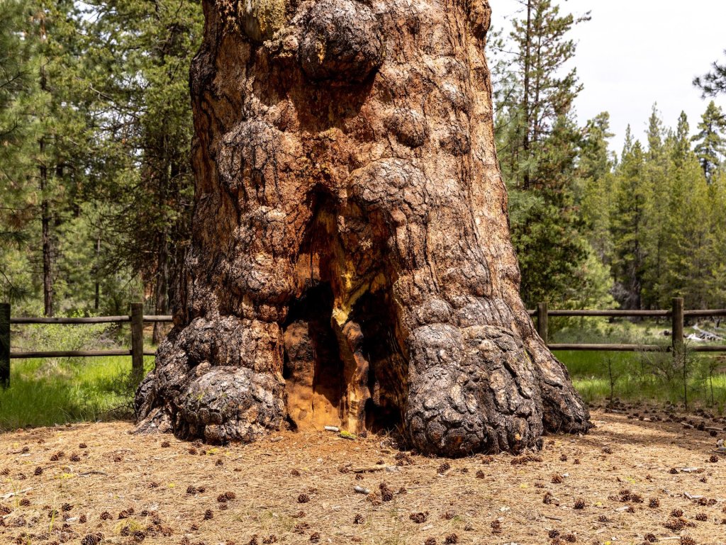 Top Things to Do in La Pine | Visit Central Oregon